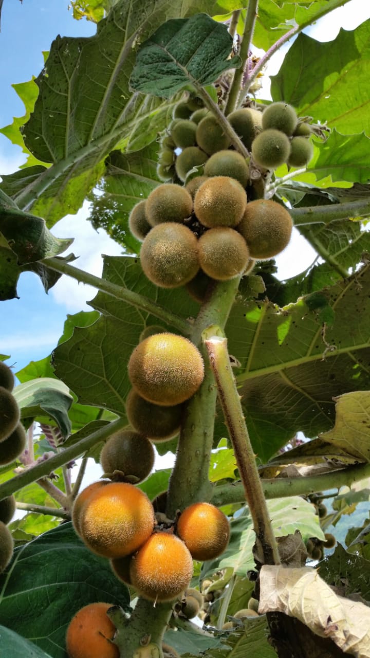 Croper.com: Compras inteligentes para el agro