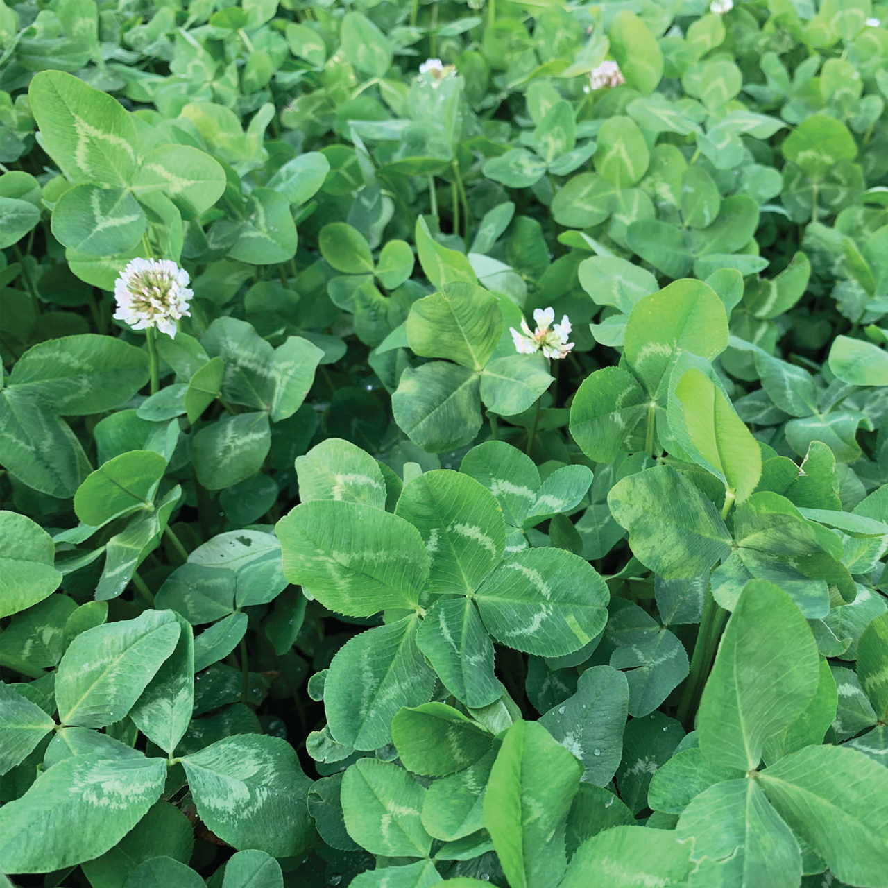 Carretón - Trébol Blanco -Semillas de forrajes | Croper